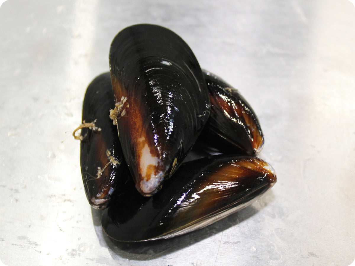 Blue Mussels